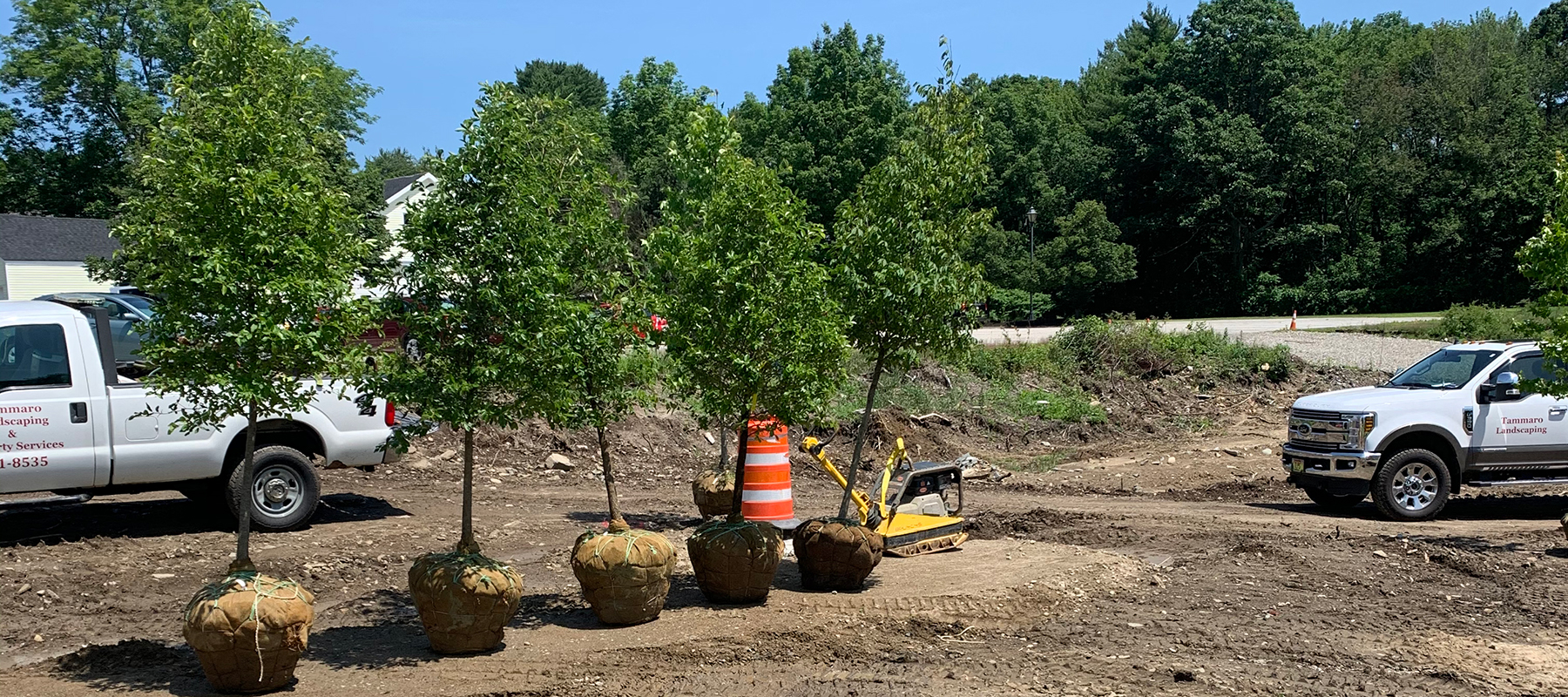 Softscape Services | Tammaro Landscaping